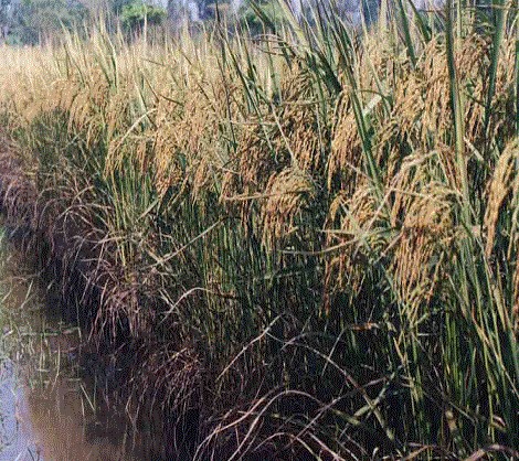 Thai Rice Nutrition Data